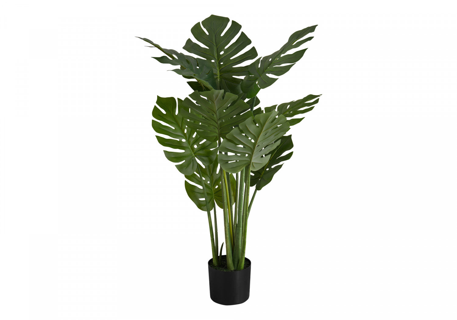 45" Monstera Plant With 6" Black Pot - Green | Leon's