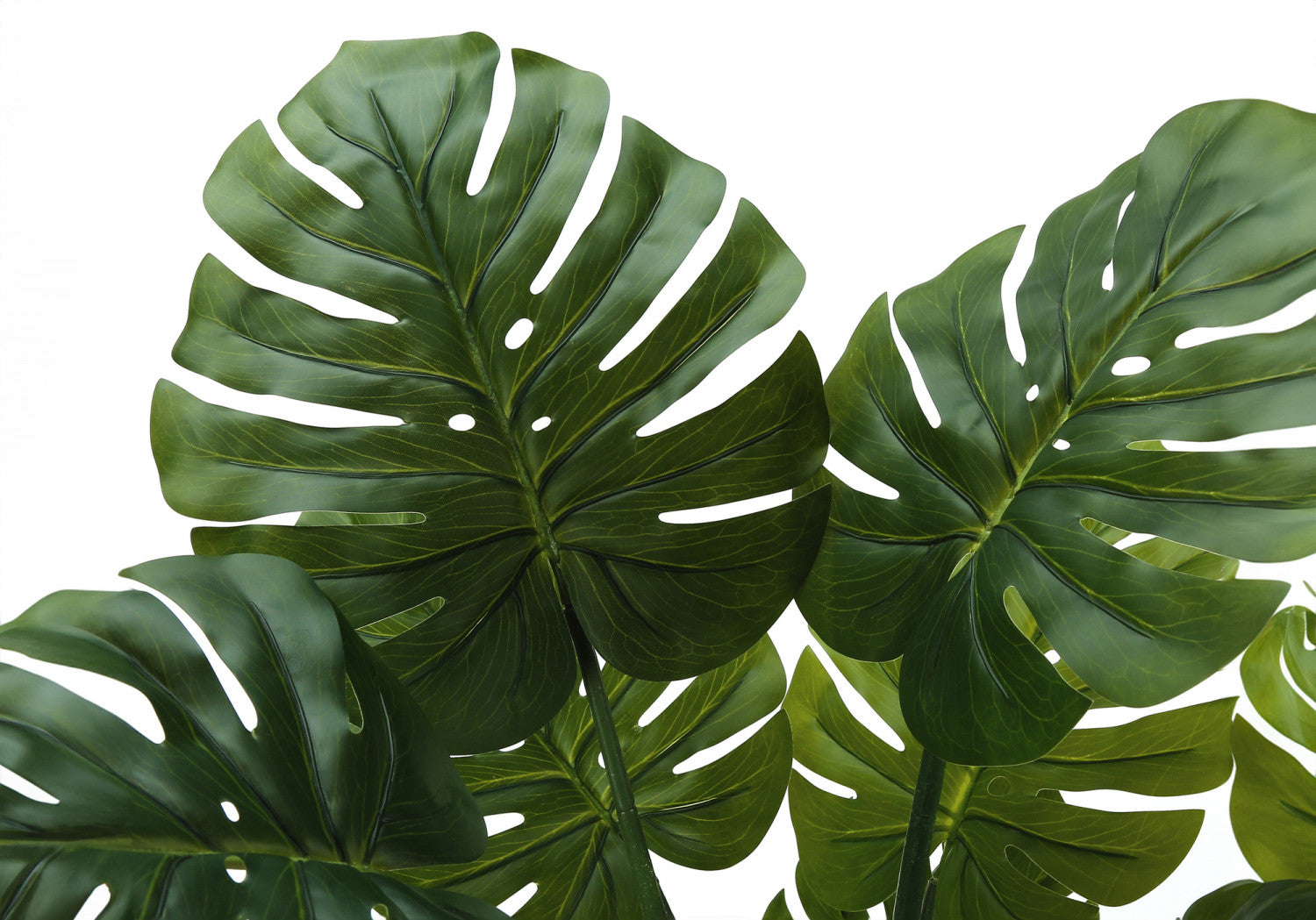 45" Monstera Plant With 6" Black Pot - Green | Leon's