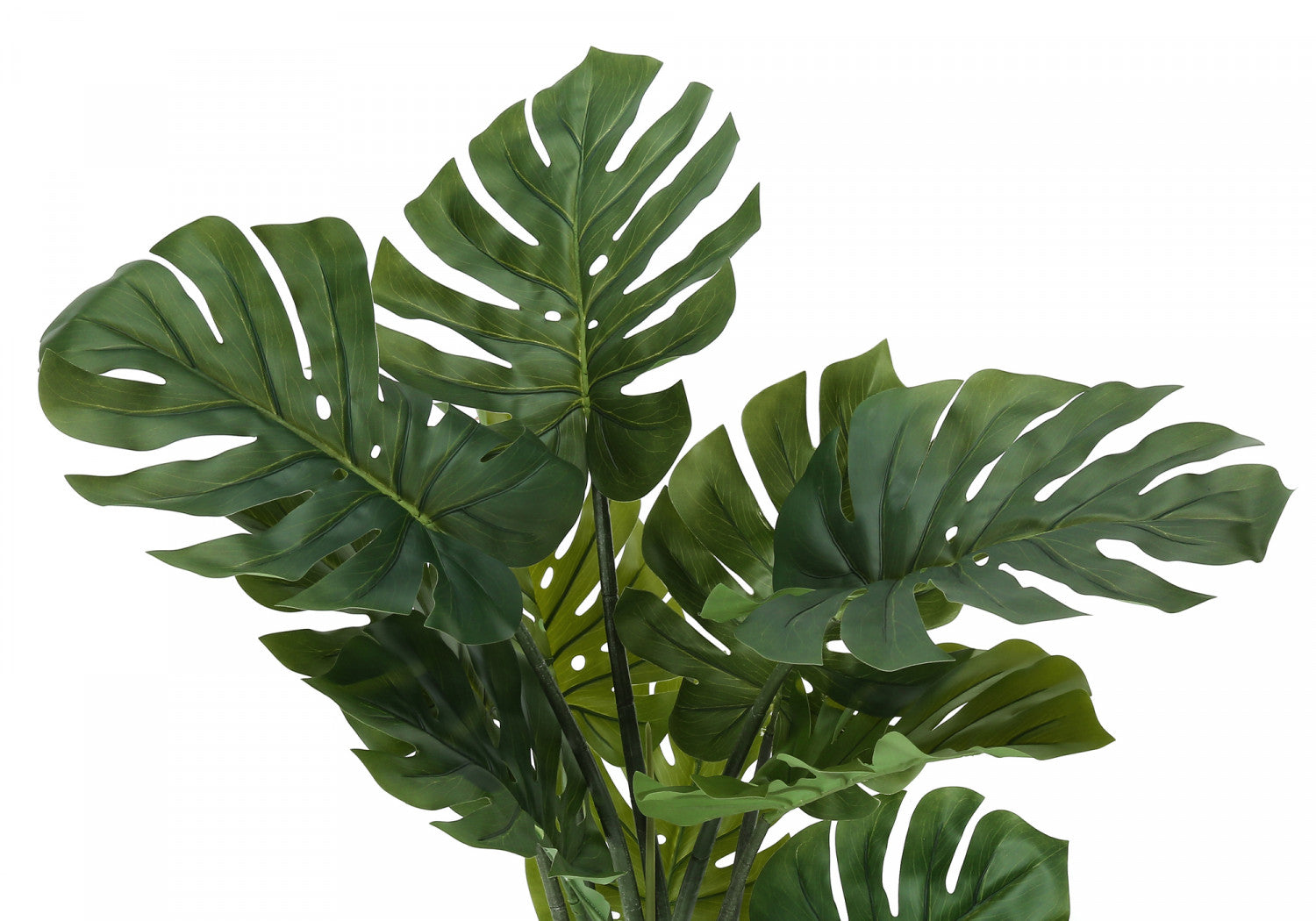 45" Monstera Plant With 6" Black Pot - Green | Leon's